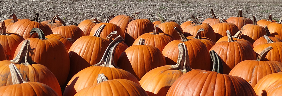 Local Family Fun- Fall Activities | POW IU
